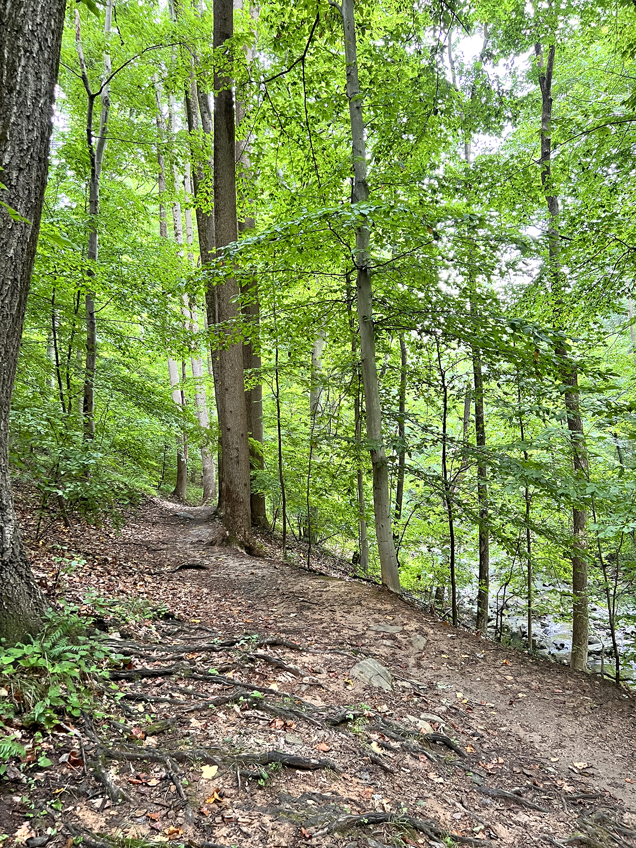 Connect Edgmont Hike: Rocky Run Trail – Connect Edgmont